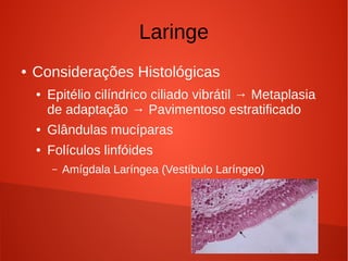 Anatomia, fisiologia e propedeutica de faringe e laringe | PDF