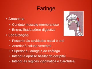 Anatomia, fisiologia e propedeutica de faringe e laringe | PDF