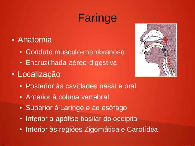 Anatomia, fisiologia e propedeutica de faringe e laringe