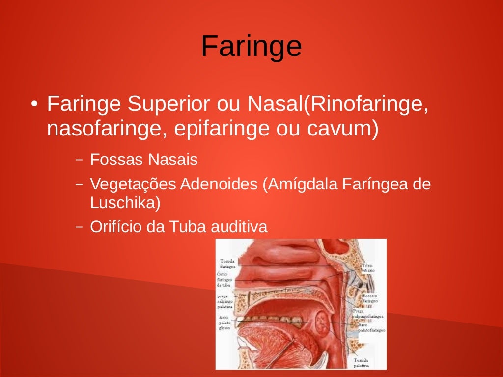 Anatomia, fisiologia e propedeutica de faringe e laringe