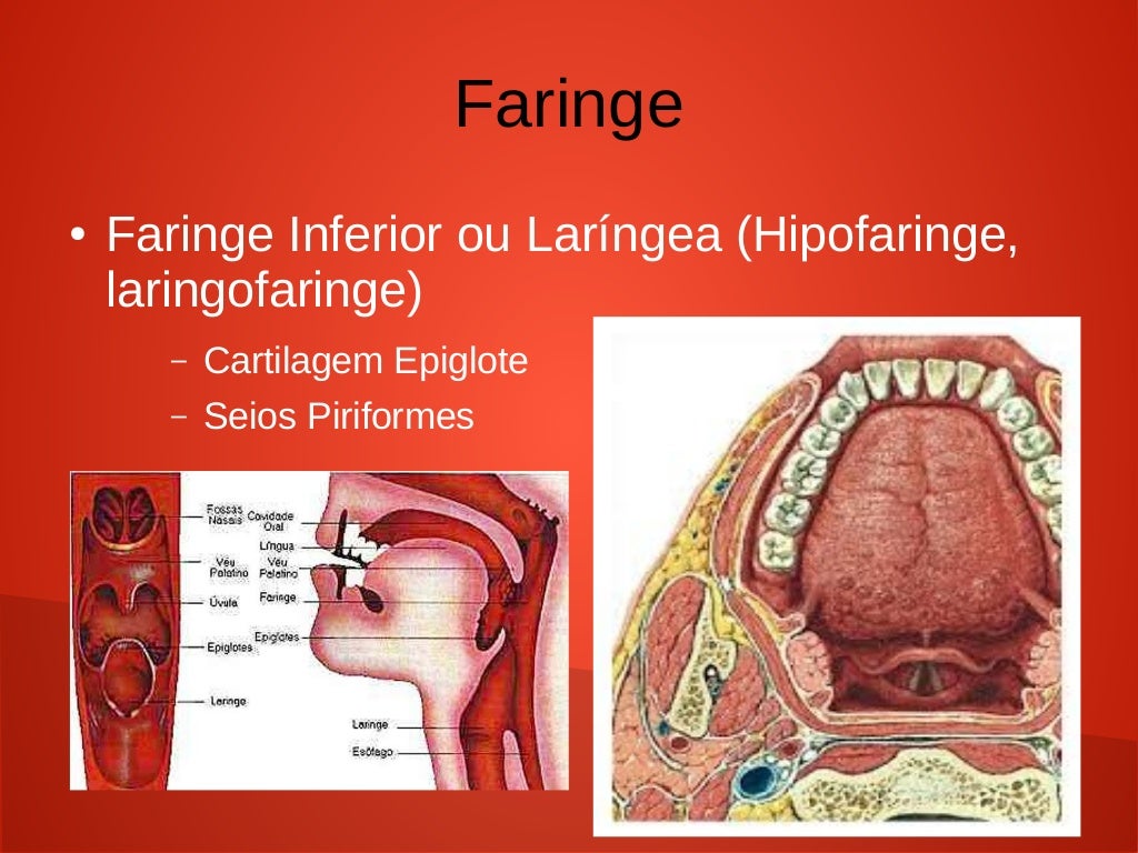 Anatomia, fisiologia e propedeutica de faringe e laringe