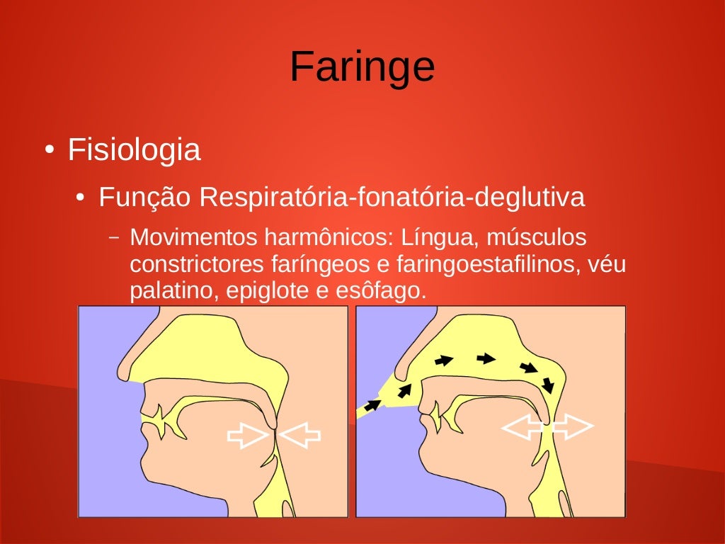 Anatomia, fisiologia e propedeutica de faringe e laringe