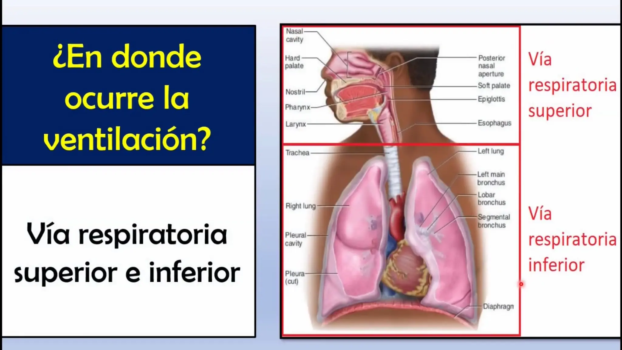 fisiología pulmonar y anatomia con esquemas .pptx