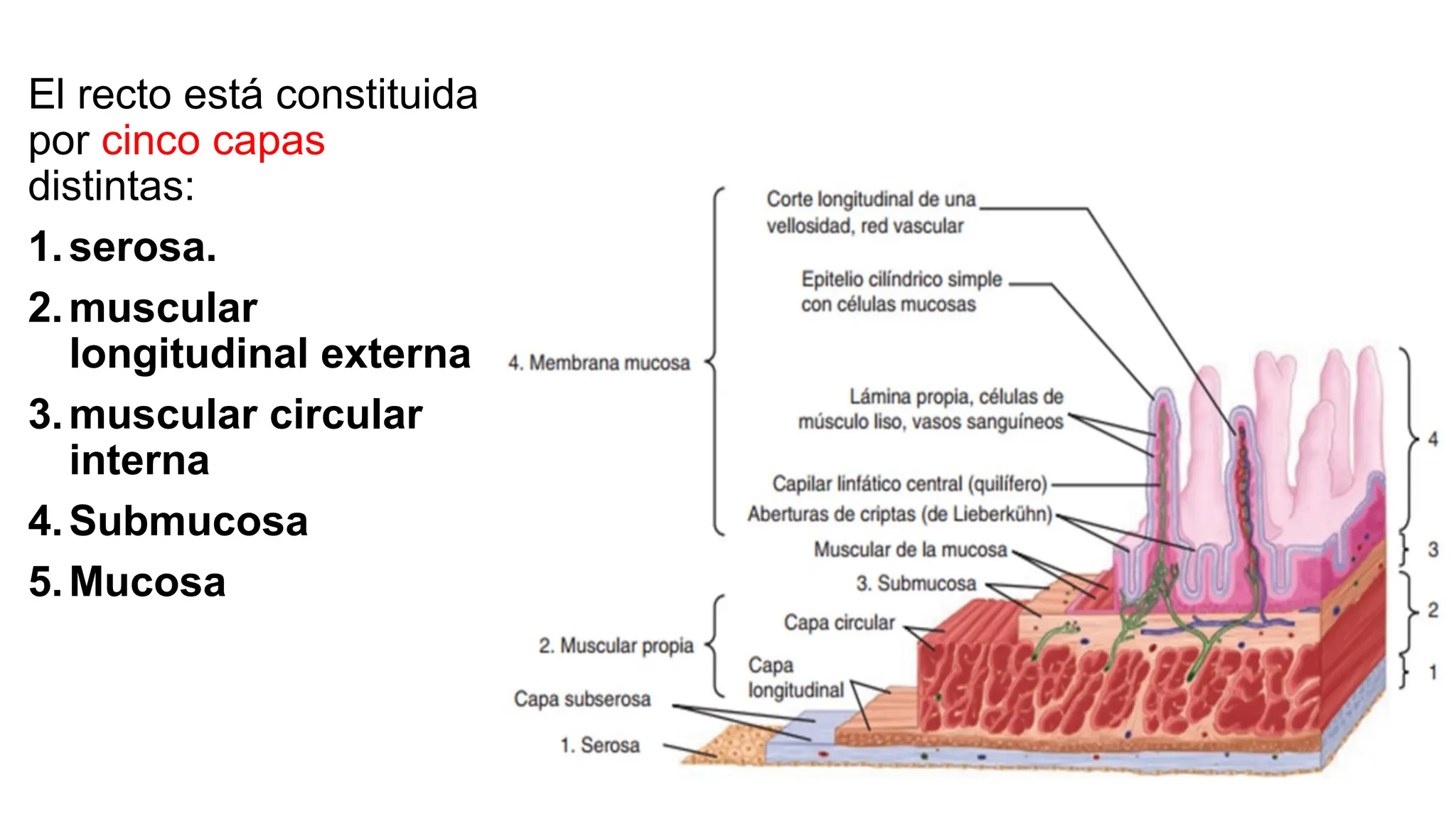 ANATOMIA, FISIOLOGIA DE RECTO Y ANO.pptx