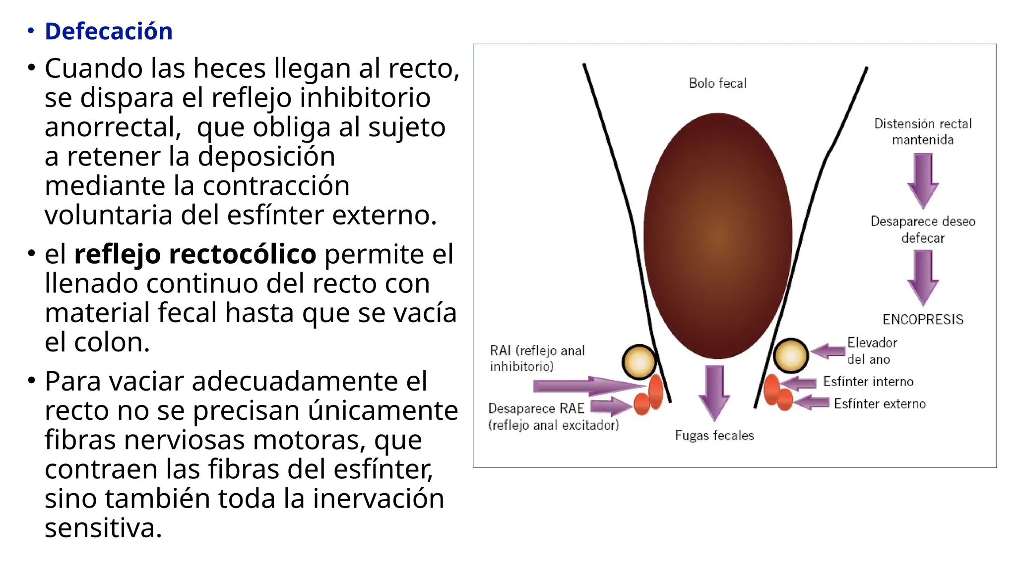 ANATOMIA, FISIOLOGIA DE RECTO Y ANO.pptx