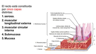ANATOMIA, FISIOLOGIA DE RECTO Y ANO.pptx