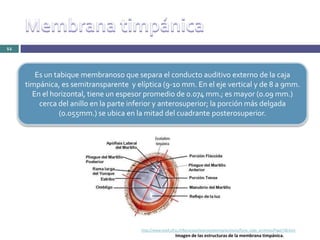 Anatomia, fisiologia y exploracion del oido | PPTX