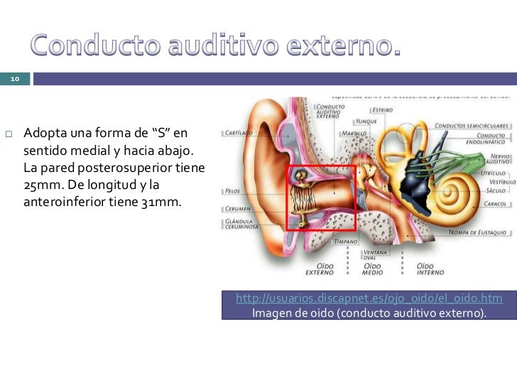 Anatomía Del Conducto Auditivo Externo