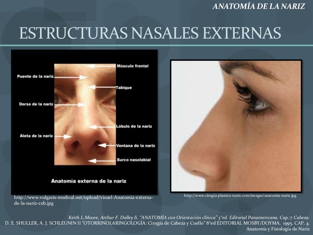 Anatomia fisiologia y exploracion de nariz