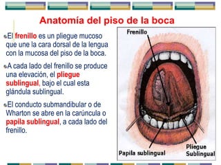 Anatomia fisiologia y patologia de boca y glandulas salivales | PPTX
