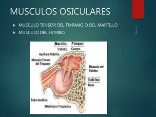 Anatomia Fisiologia y patologia del Oido | PPTX