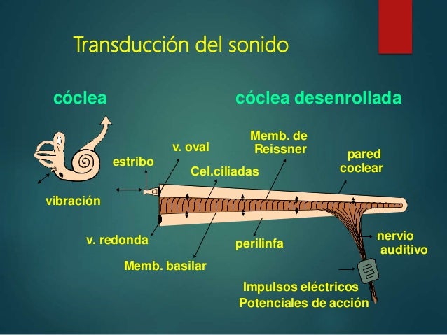 Anatomia Fisiologia y patologia del Oido