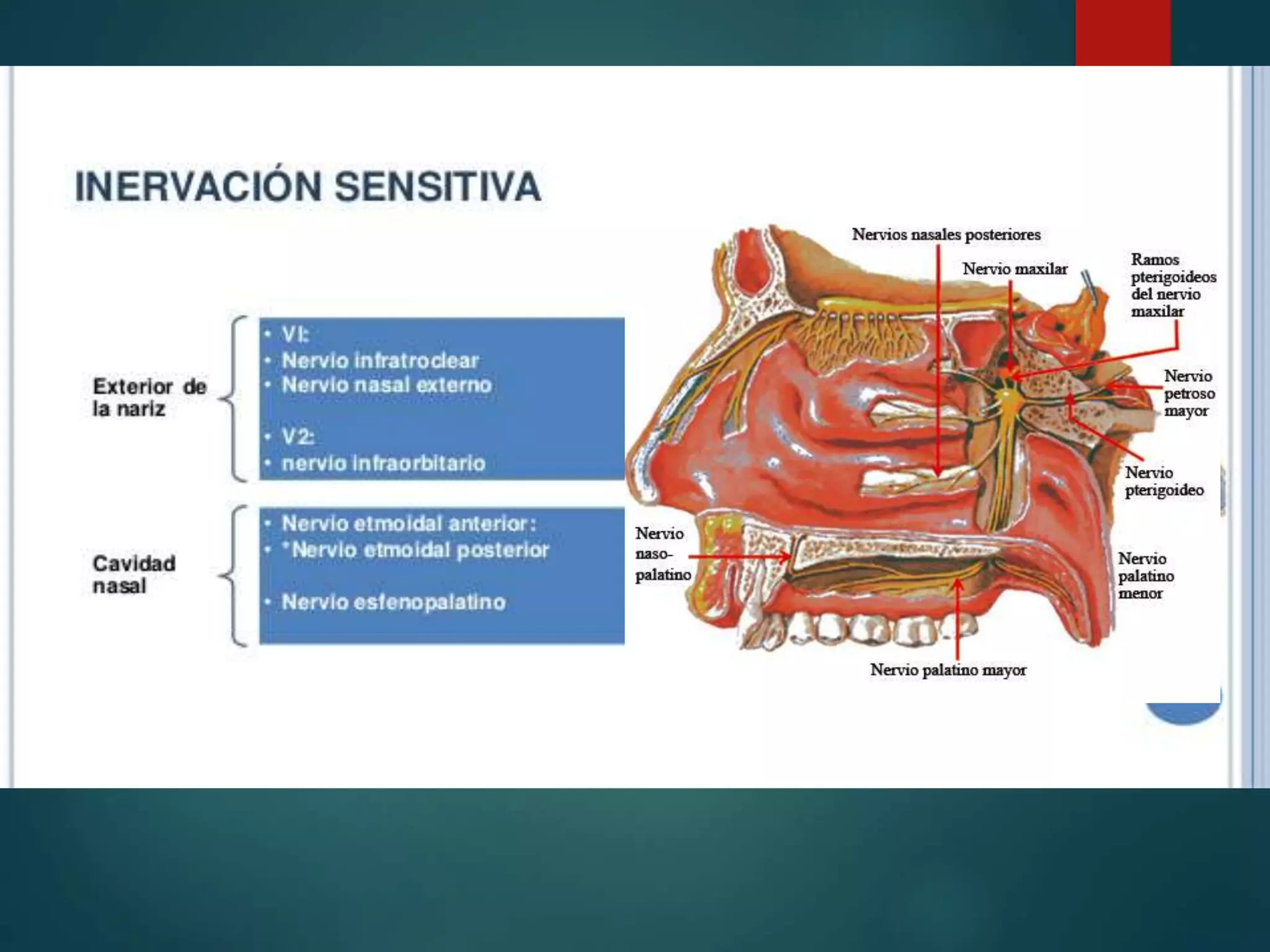 Anatomia fisiologia y patologia de nariz y senos paranasales pptx | PPT