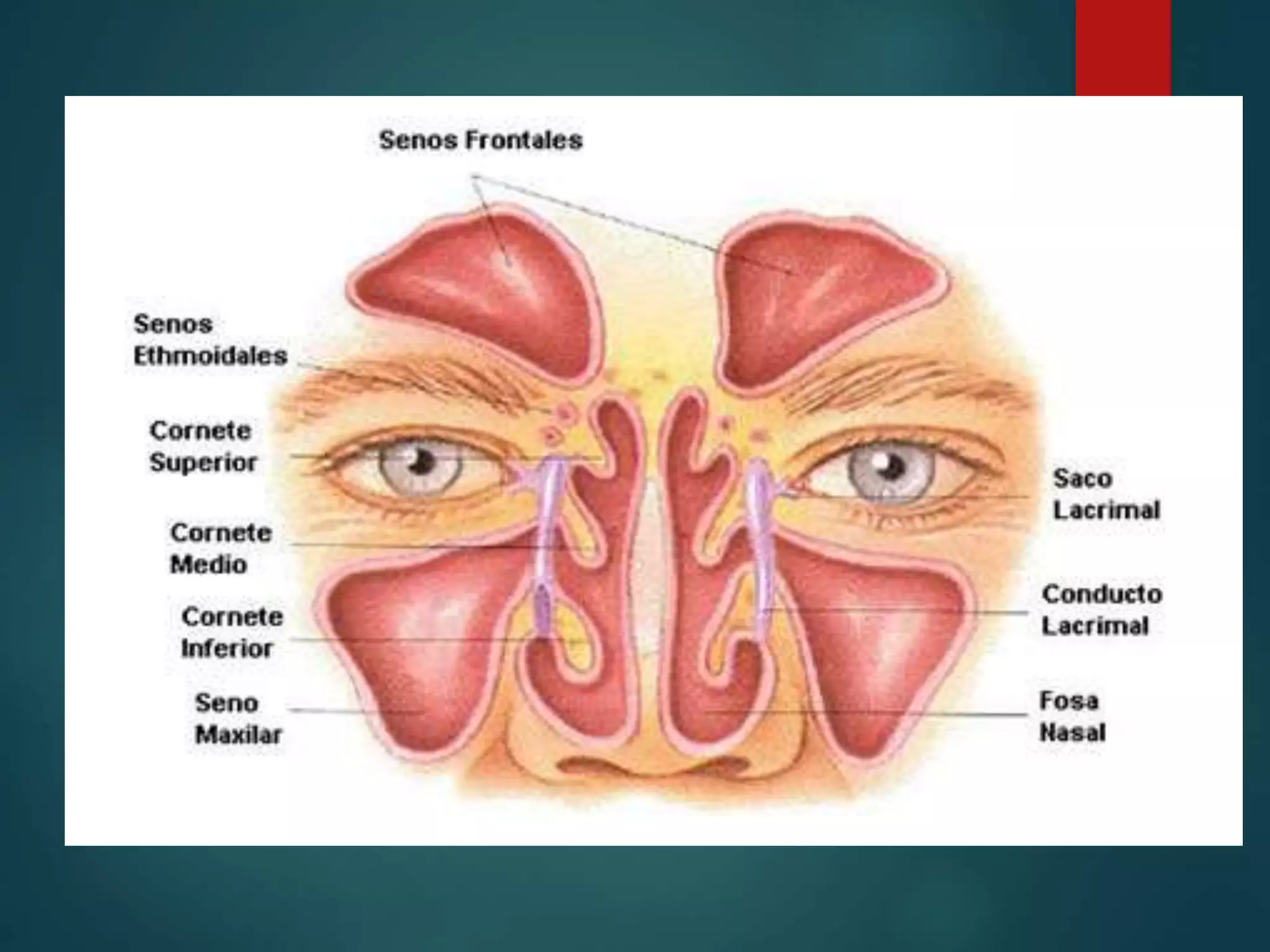 Anatomia fisiologia y patologia de nariz y senos paranasales pptx | PPT