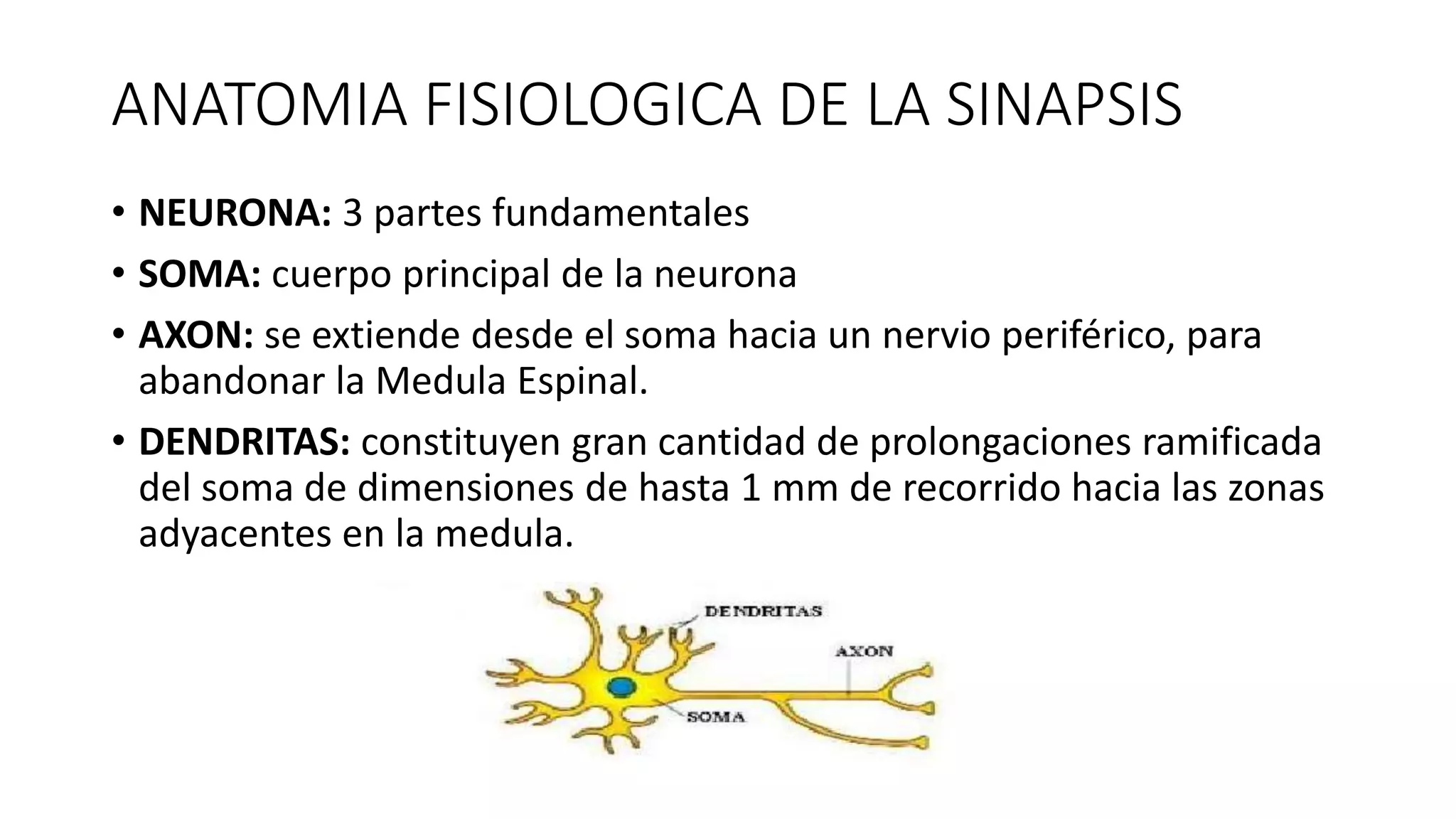 ANATOMIA FISIOLOGICA DE LA SINAPSIS.pptx