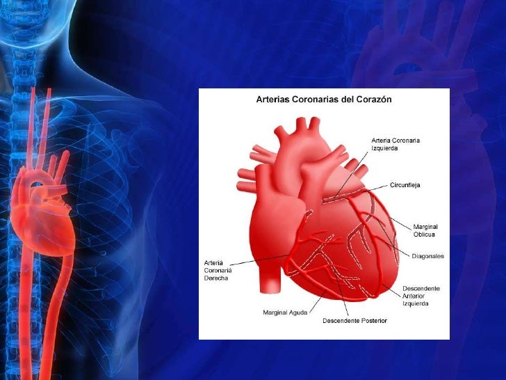 Anatomia fisiologica del musculo cardiaco