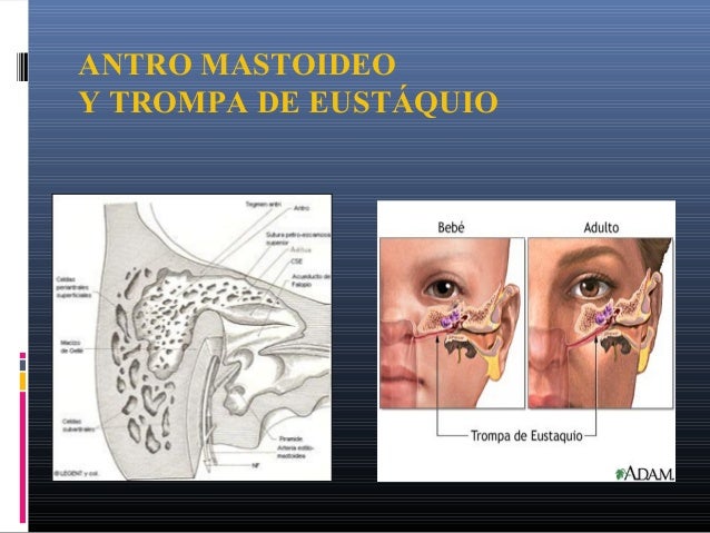 Anatomia, fisio y semio del oido