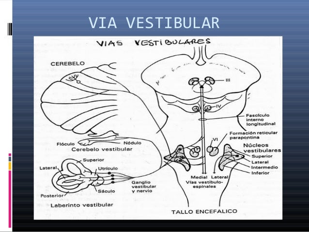 Anatomia, fisio y semio del oido