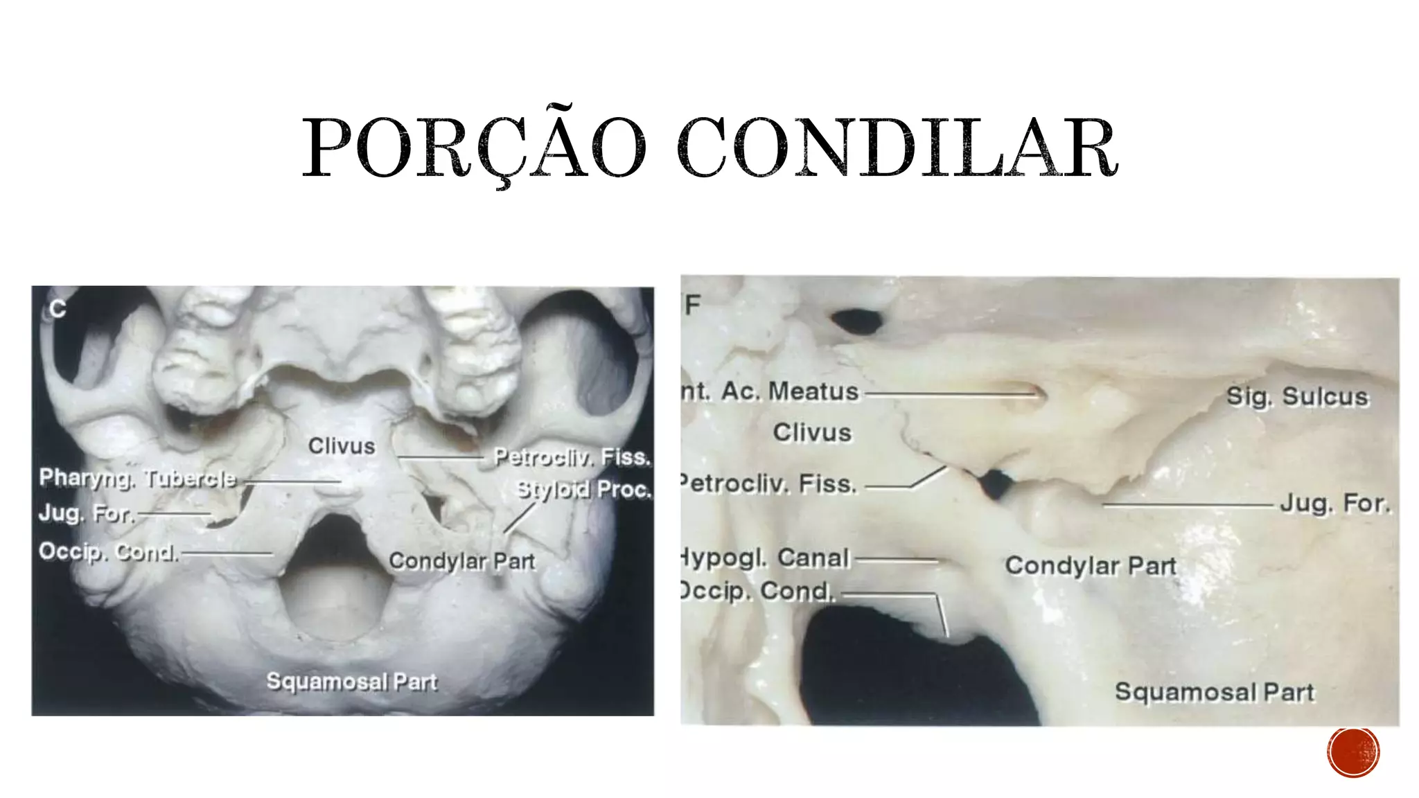 Anatomia do forame magno | PPTX