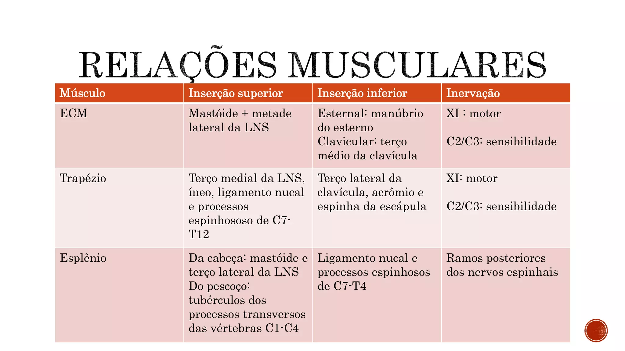 Anatomia do forame magno | PPTX