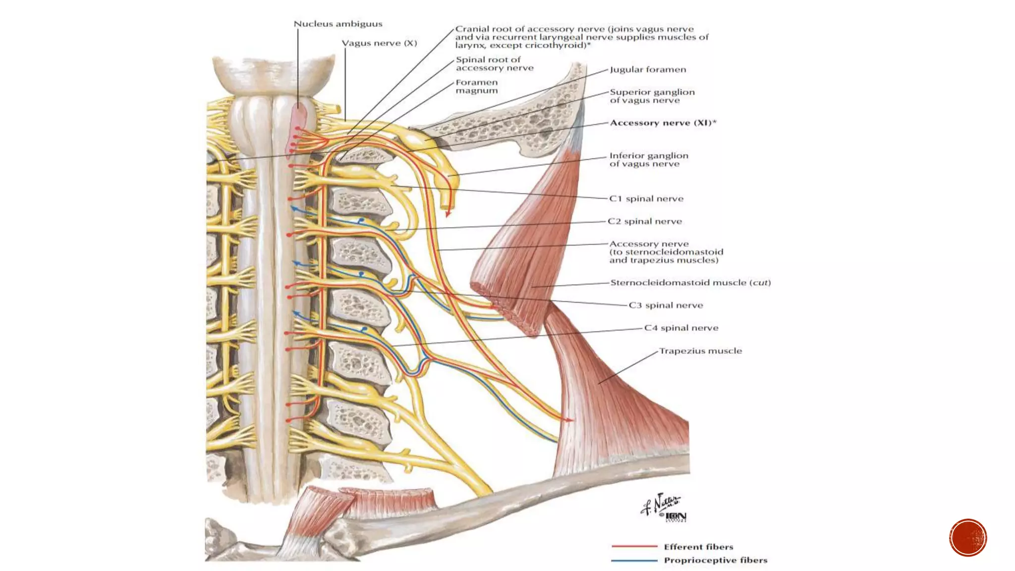 Anatomia do forame magno | PPTX