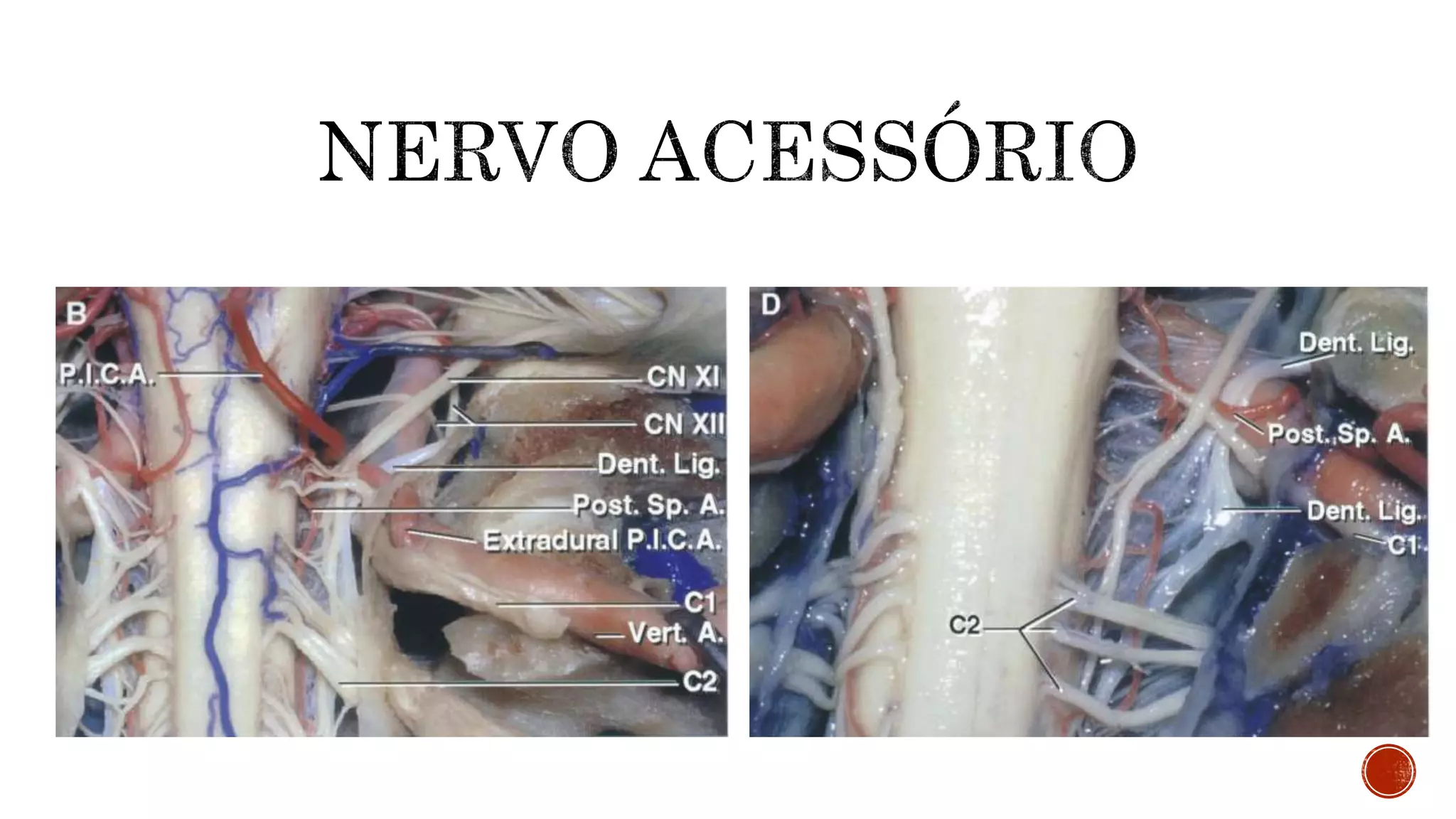 Anatomia do forame magno | PPTX