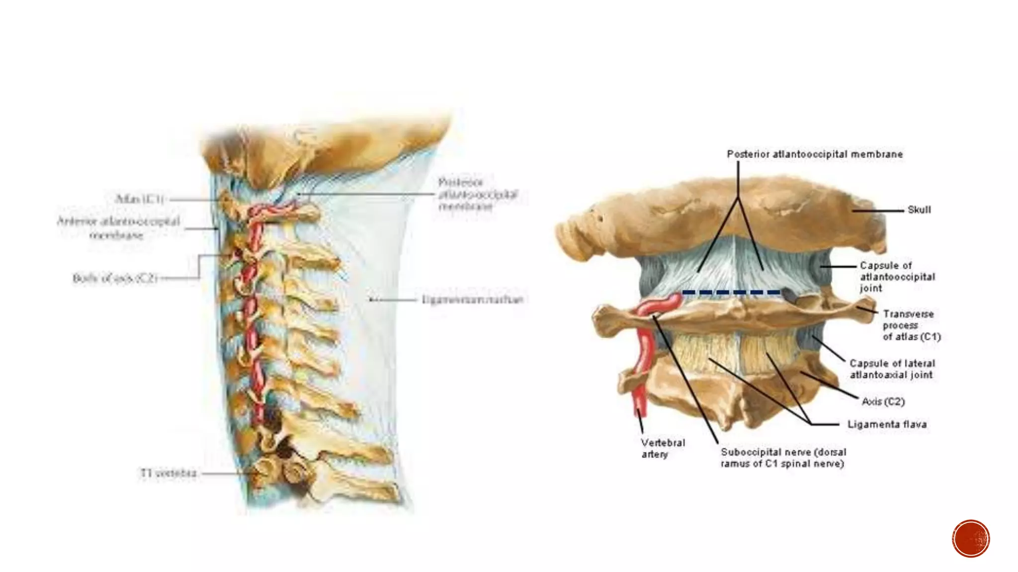 Anatomia do forame magno | PPTX