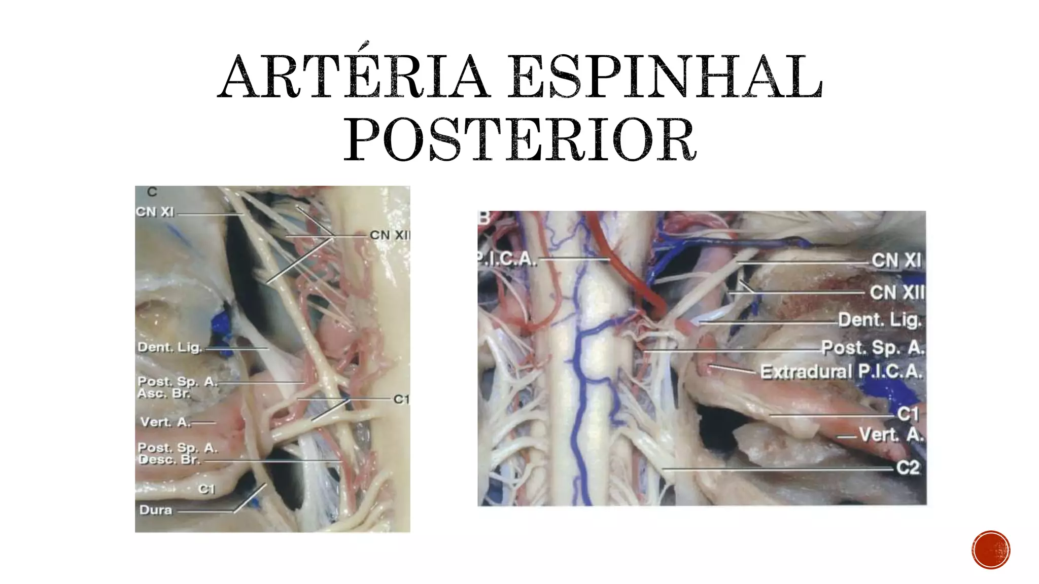 Anatomia do forame magno | PPTX