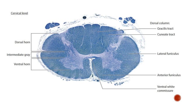 Anatomia do forame magno | PPTX