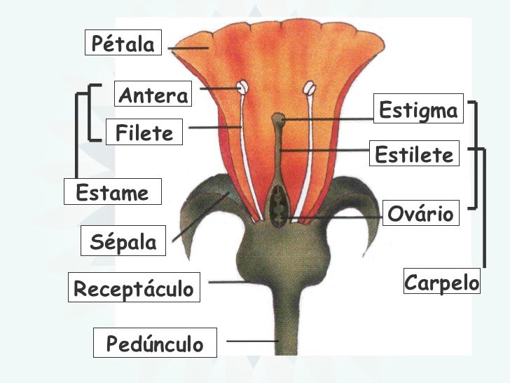 Anatomia folha e flor