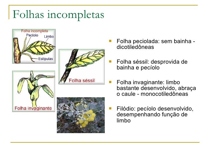 Anatomia foliar