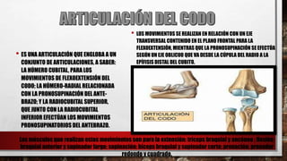 Anatomia Funcional EN TRAUMATOLOGIA.pptx