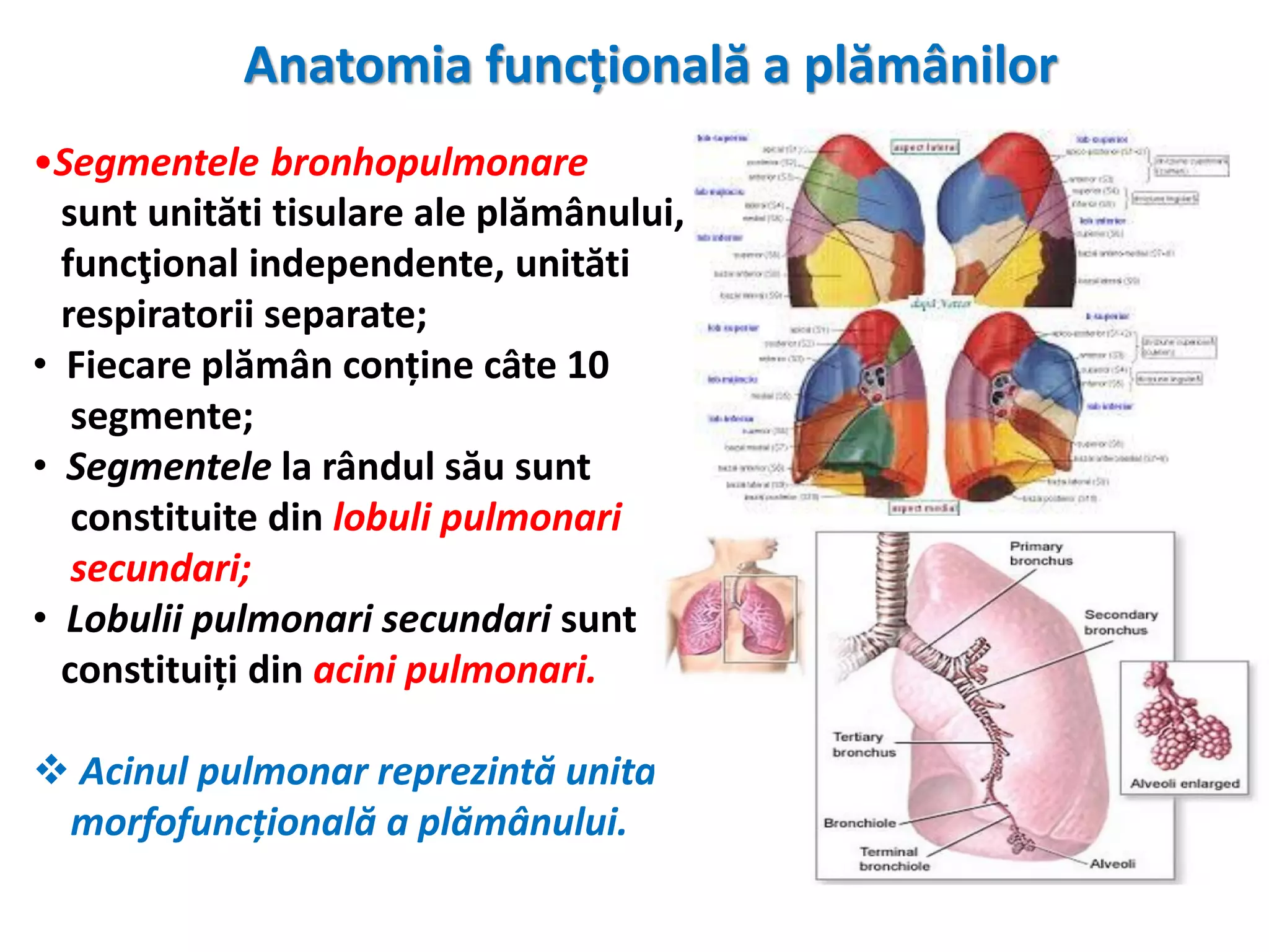 Anatomia funcțională a sistemului respirator - копия.pdf