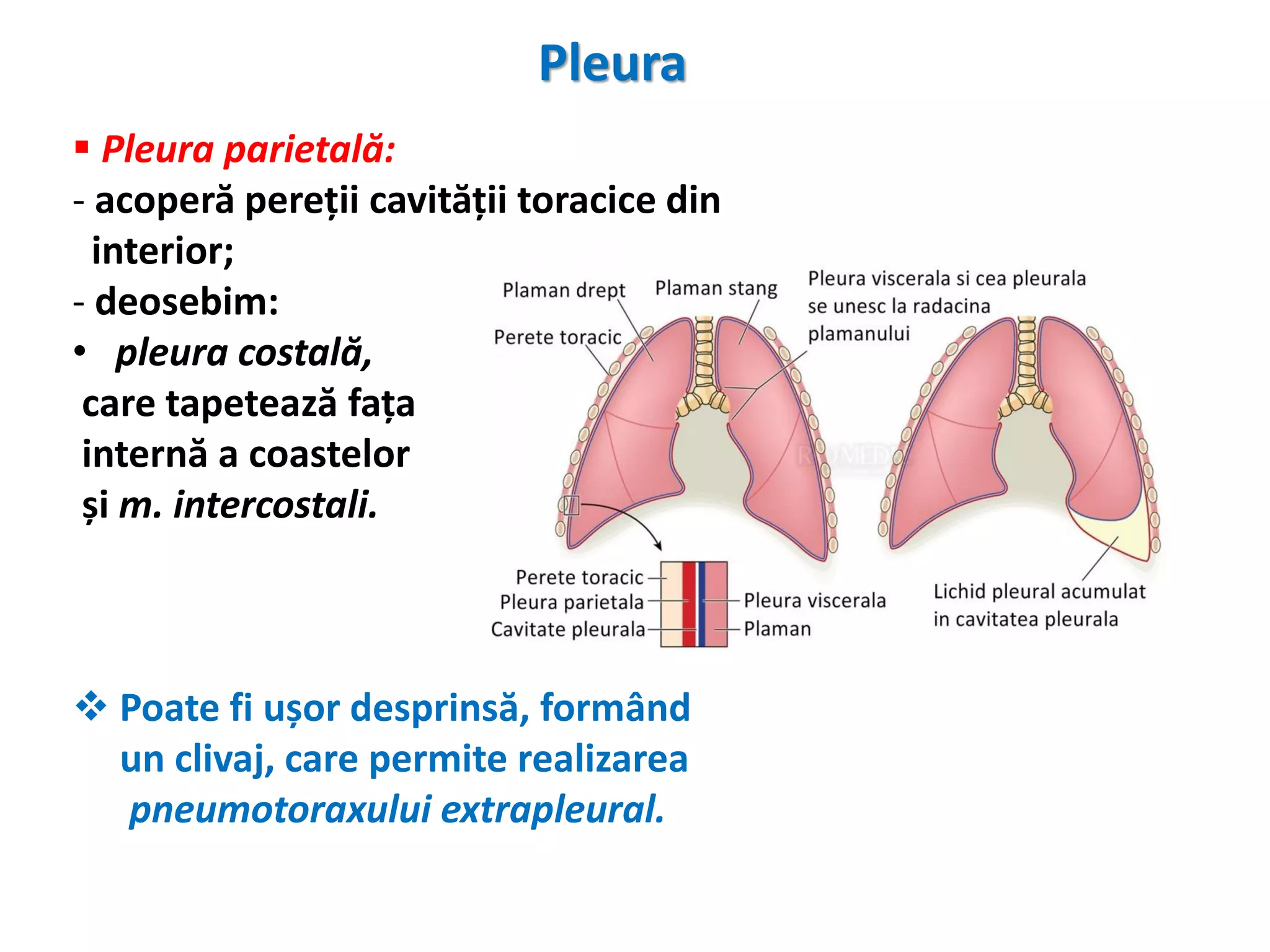Anatomia funcțională a sistemului respirator - копия.pdf