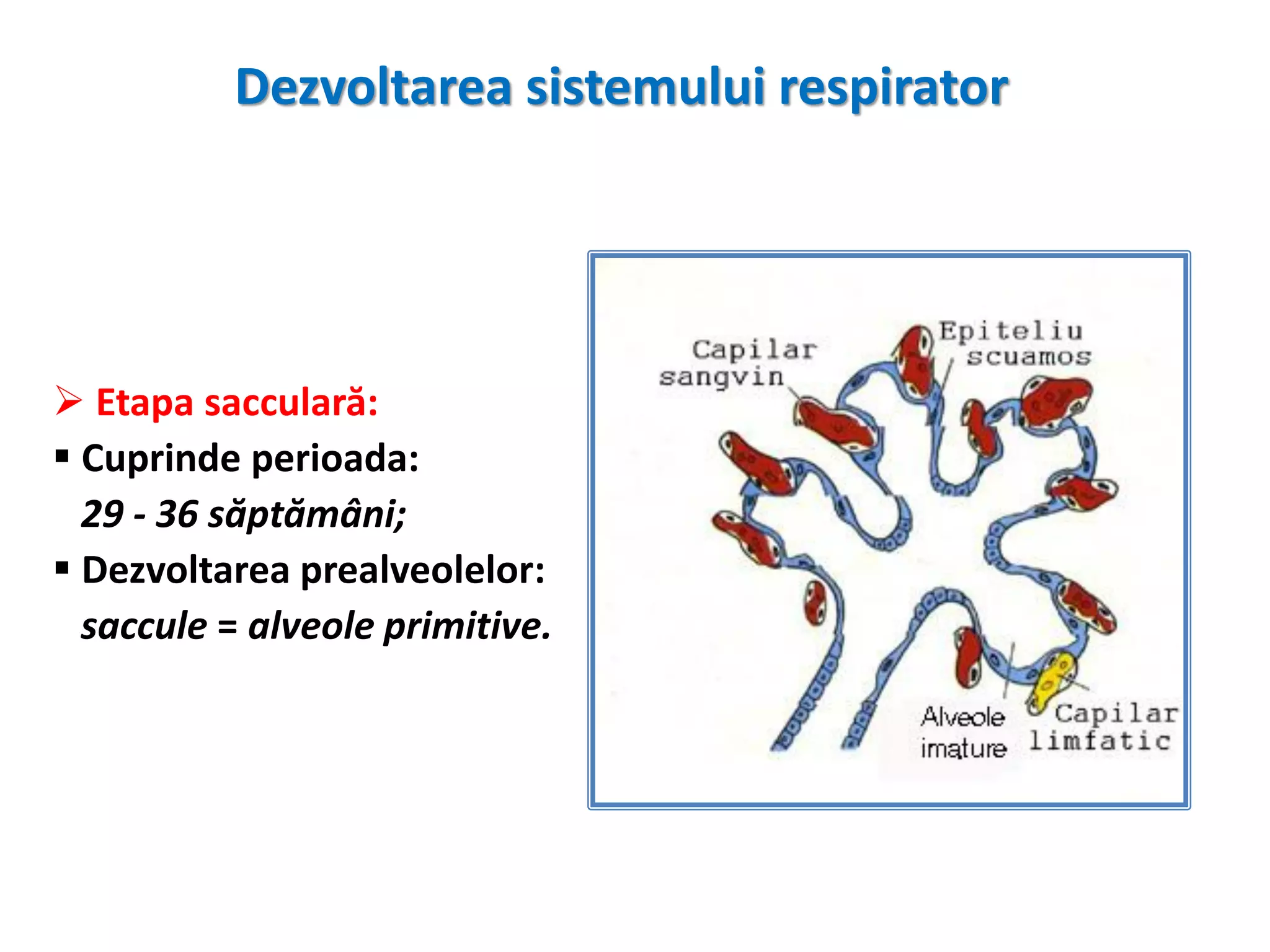 Anatomia funcțională a sistemului respirator - копия.pdf