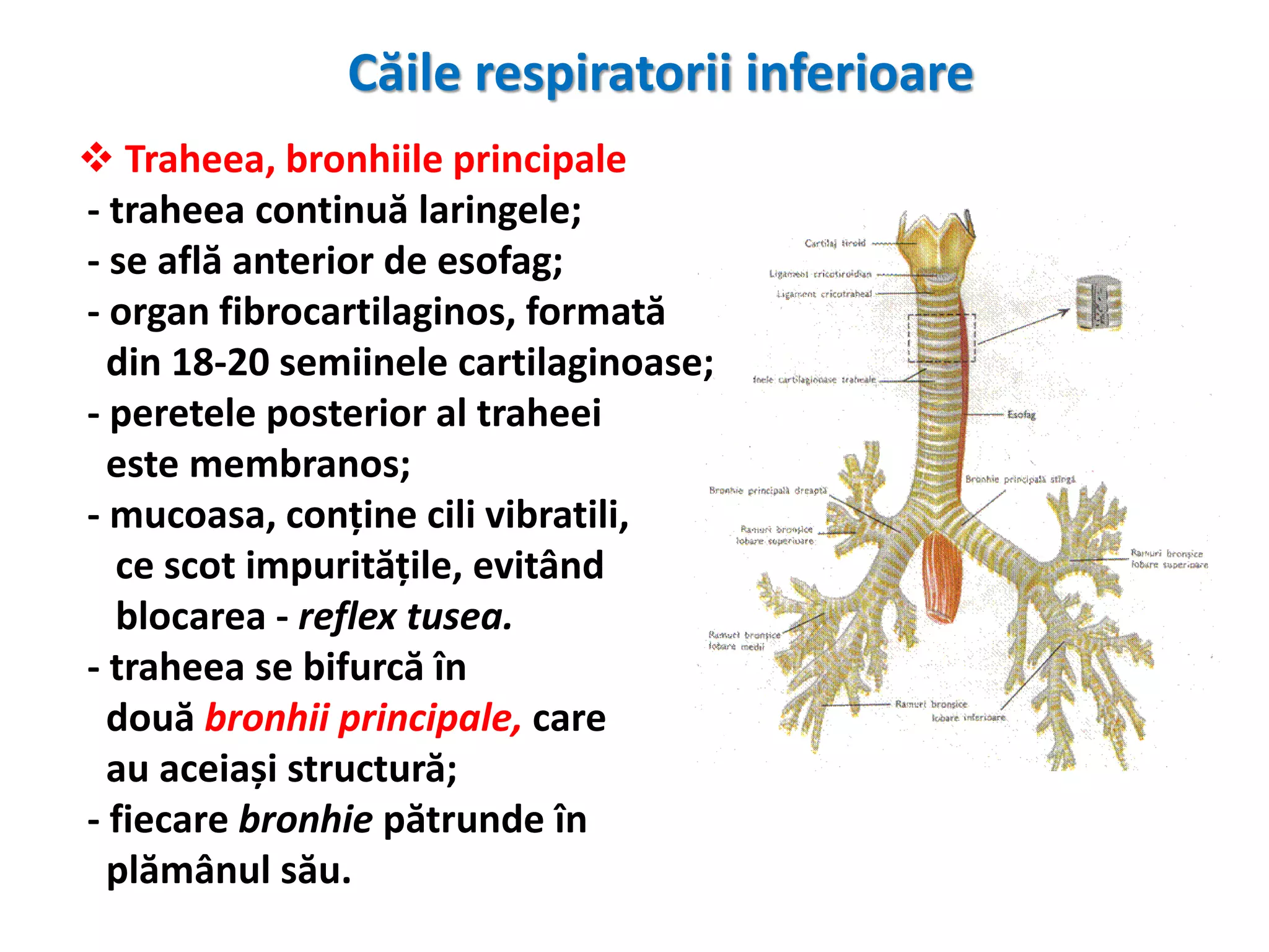 Anatomia funcțională a sistemului respirator - копия.pdf