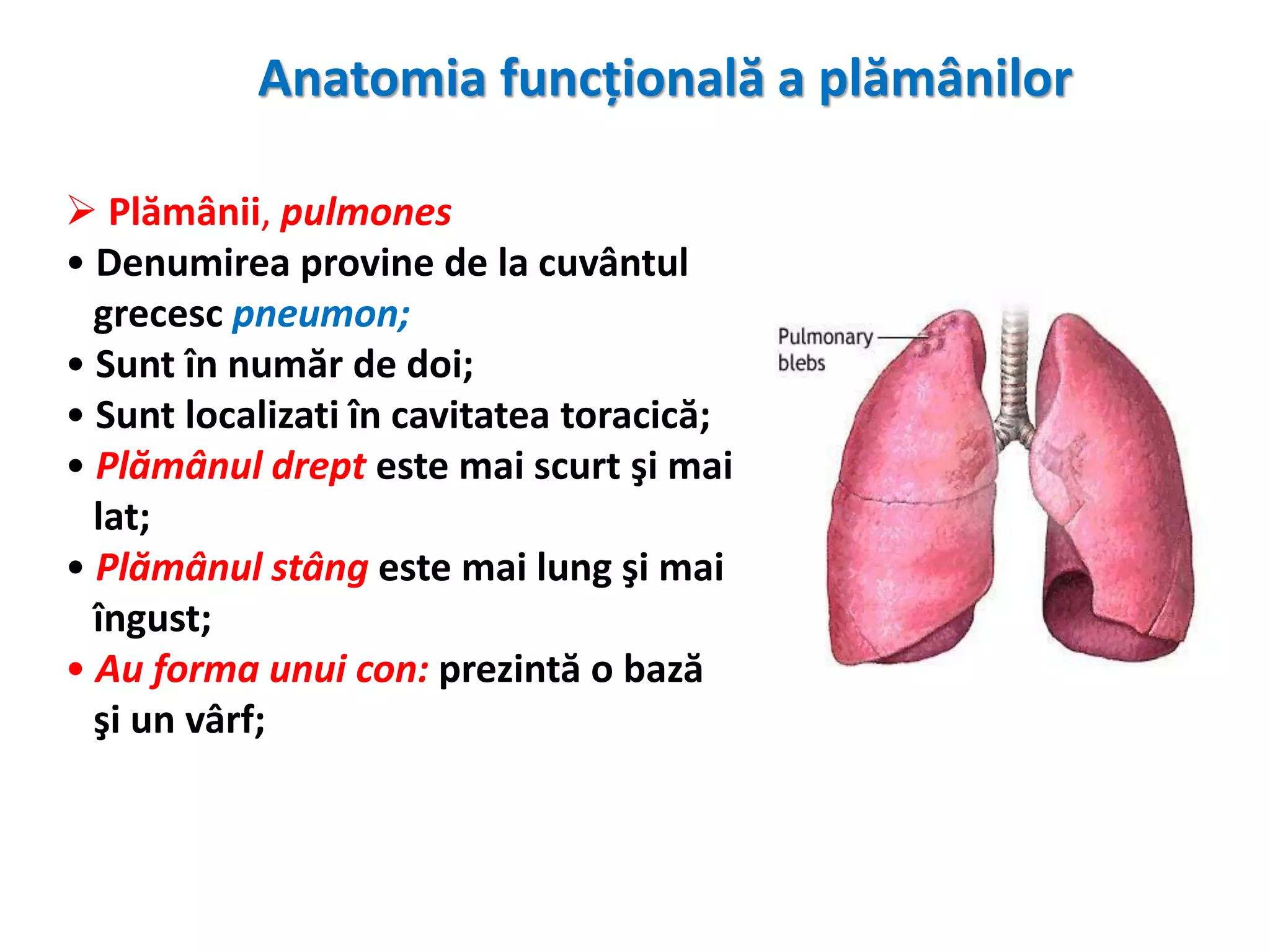 Anatomia funcțională a sistemului respirator - копия.pdf