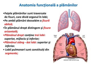 Anatomia funcțională a sistemului respirator - копия.pdf