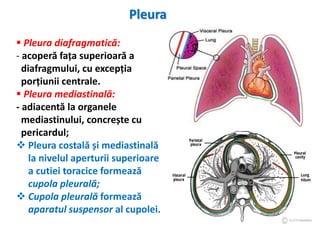 Anatomia funcțională a sistemului respirator - копия.pdf