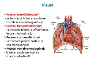 Anatomia funcțională a sistemului respirator - копия.pdf