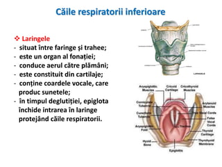 Anatomia funcțională a sistemului respirator - копия.pdf