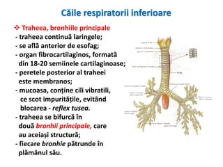 Anatomia funcțională a sistemului respirator - копия.pdf