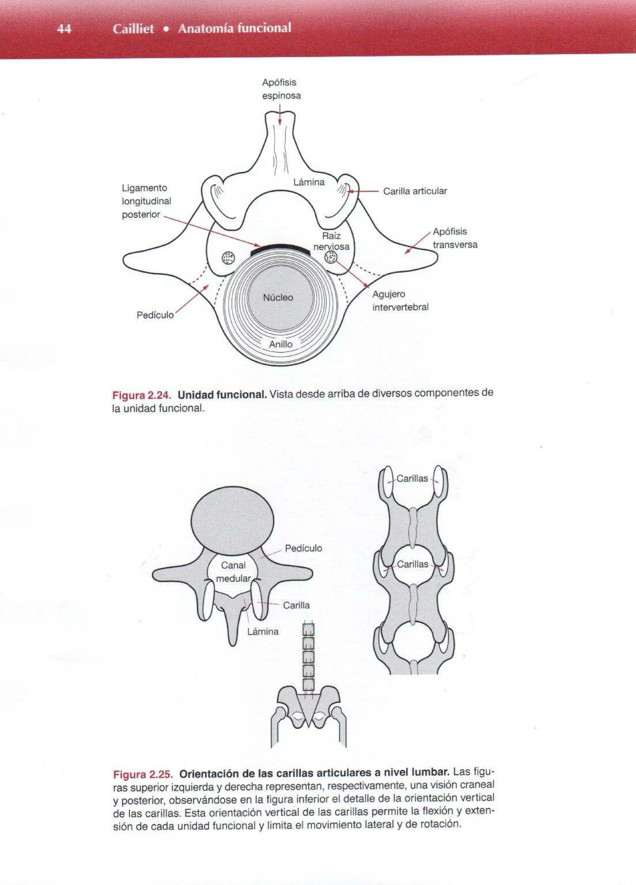 ANATOMIA_FUNCIONAL_BIOMECANICA_de_rene_C.pdf