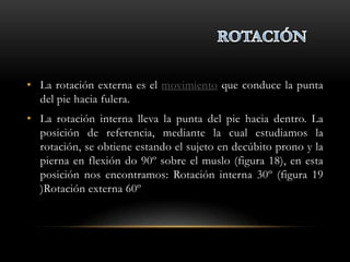Anatomia funcional de cadera | PPTX