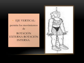 Anatomia funcional de cadera | PPTX