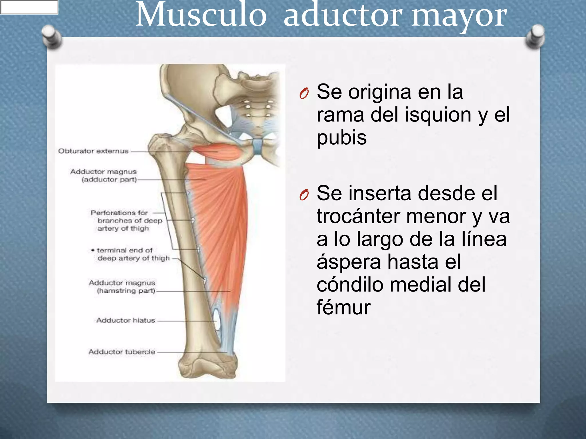 Anatomia funcional de la cadera | PPTX