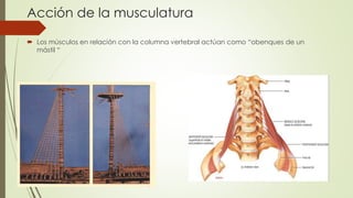 Anatomia funcional de la columna vertebral | PPTX
