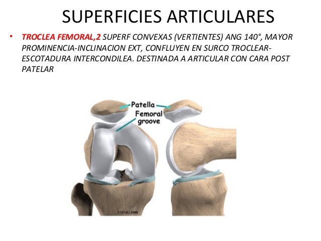 Anatomia funcional de la rodilla