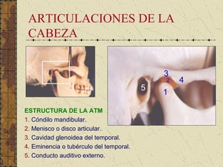 Anatomia funcional de los musculos de la cara | PPT