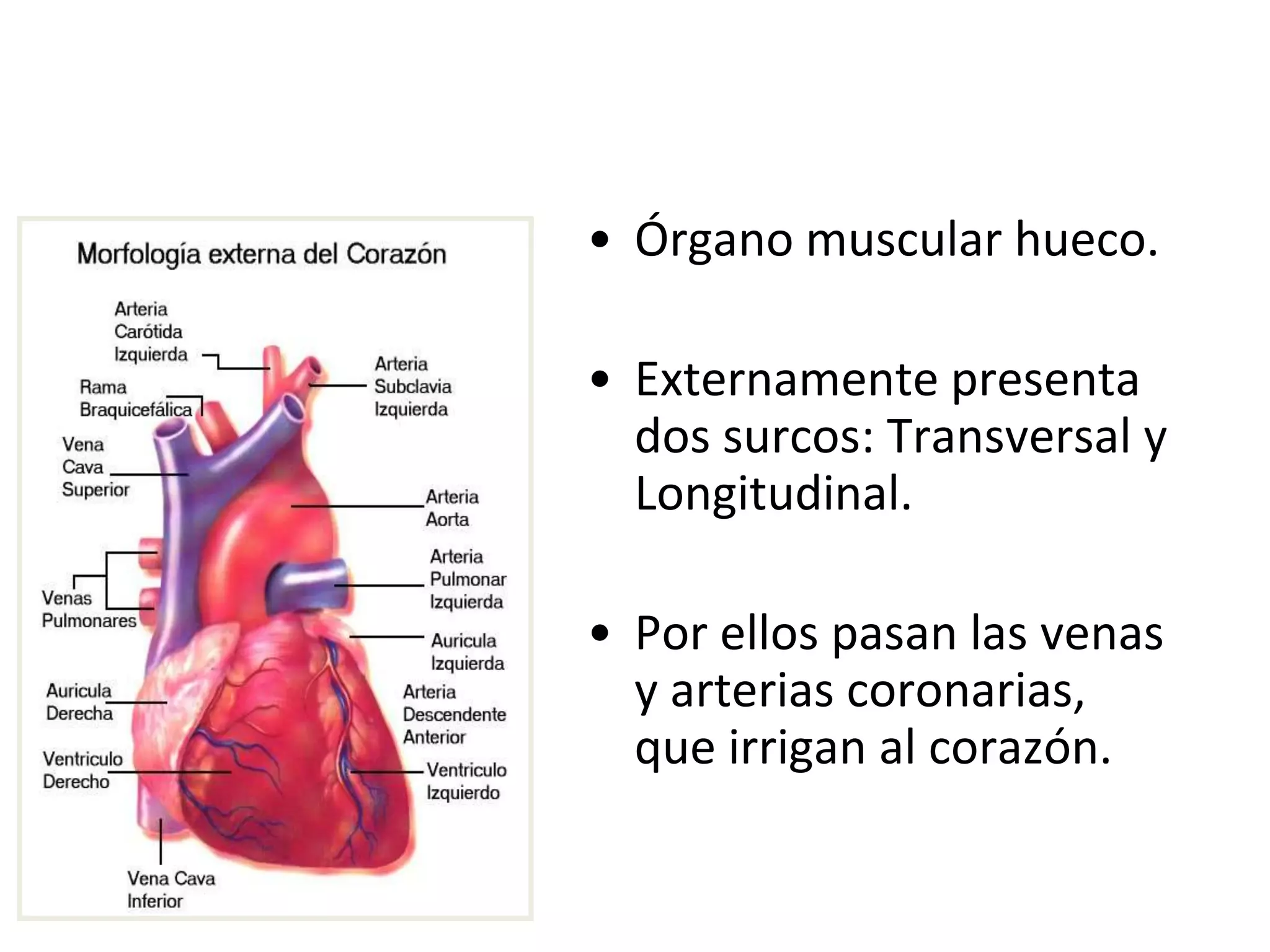 Anatomia funcional del sistema cardiovascular | PPTX